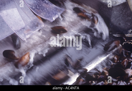 grading and sorting mussels by size Stock Photo - Alamy