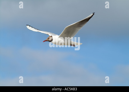 dh Larus ridibundus seabirds SEAGULLS UK Scottish Flying Black headed ...