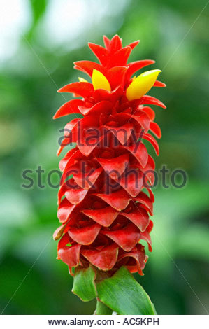 Spiral Ginger, Costus barbatus, Costaceae. Growing wild alongside a ...
