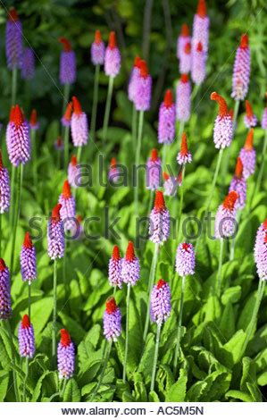 Primula vialii, Vial's primrose. Primula littoniana. orchid primrose ...