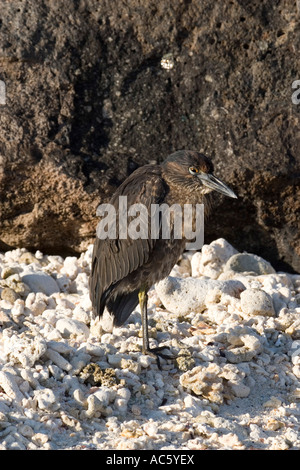 Immature Yellow-crowned Night-Heron (Nyctanassa violacea) on the rocky ...