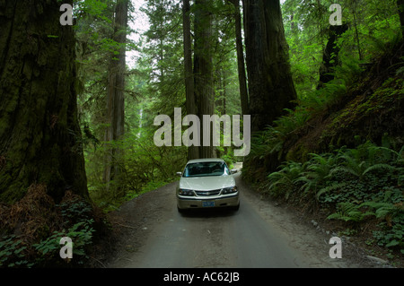 Sequoia National Park, car driving through Tunnel Log Stock Photo ...