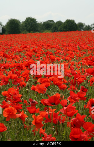 Poppyfield in Suffolk Stock Photo - Alamy