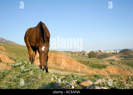 Pony grazes in the hills above Fuengirola, Spain ponies horse horses ...