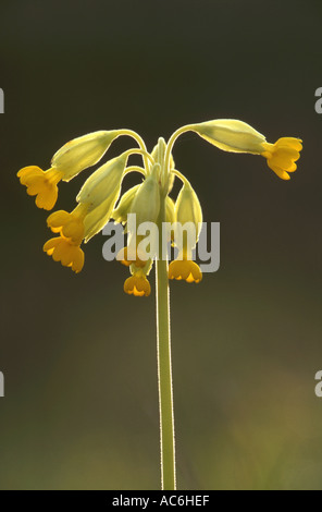 Cowslip Primula veris close-up of plant in flower Stock Photo - Alamy