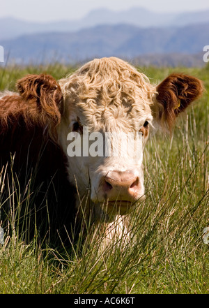 Close-up image of a highland cow amongst the summer purple heather in ...