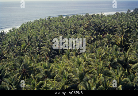 COCONUT CANOPY OF ANDROTT ISLAND Stock Photo - Alamy