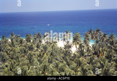 COCONUT CANOPY OF ANDROTT ISLAND Stock Photo - Alamy