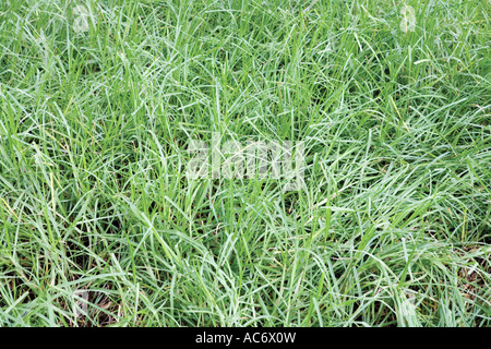 Green Grass Background Stock Photo - Alamy