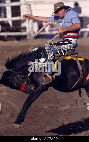 Rodeo, Normanton, NW Gulf Savannah, Queensland, Australia, Vertical ...