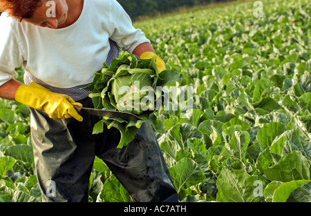 Trimming a cauliflower at harvest time on a Belgian farm Stock Photo ...