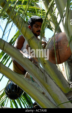 Toddy Tapper on coconut tree collecting palm juice, Wadduwa, Western ...