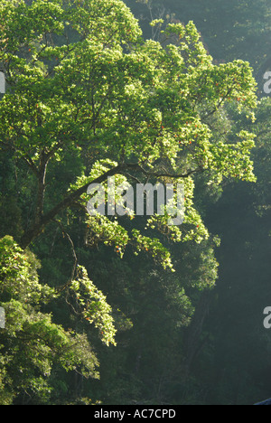 RIVERSIDE KUNTHIPUZHA SILENT VALLEY NATIONAL PARK PALAKKAD DIST Stock ...