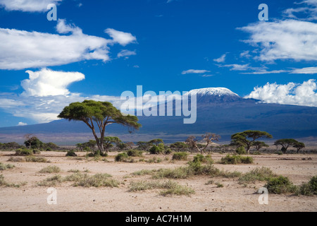 landscape in kenyan national park with mount kilimanjaro Stock Photo ...