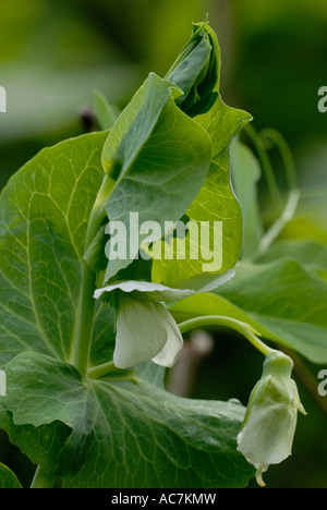 Pea Early Onward Stock Photo - Alamy