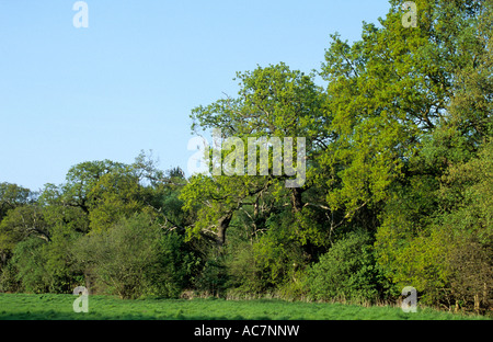 Trees In Spring At Benacre Estate in Suffolk uk Stock Photo - Alamy