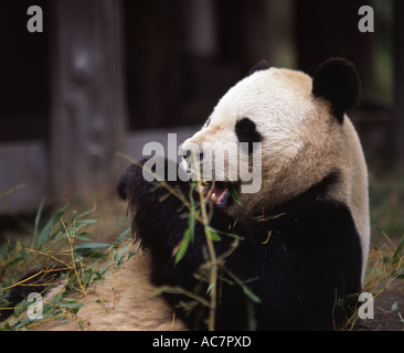 Koko and TanTan are the most famous residents of Kobe City Zoo. The ...