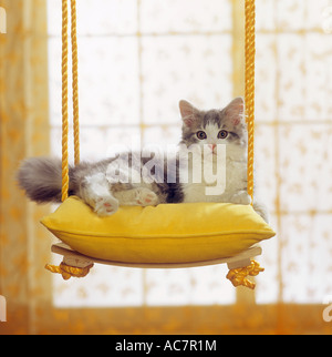 kitten - lying on swing Stock Photo - Alamy