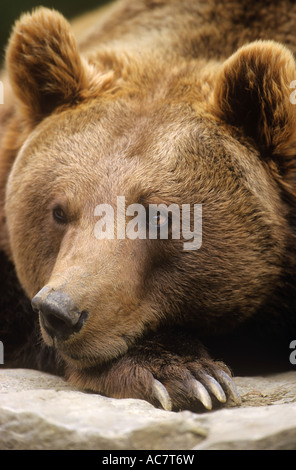 Closeup view of a grizzly bear lying down Stock Photo - Alamy