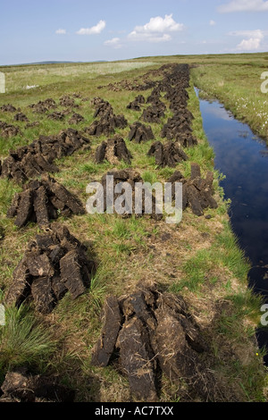 Recently dug peat blocks drying Isle of Islay Scotland UK Stock Photo ...