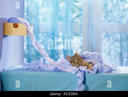 bad habit : domestic cat tearing up paper - bored Stock Photo - Alamy