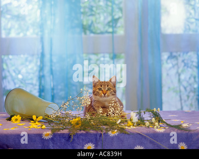 bad habit: cat knocks over flower vase Stock Photo - Alamy