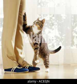 behaviour : cat lifting paw - demand Stock Photo - Alamy