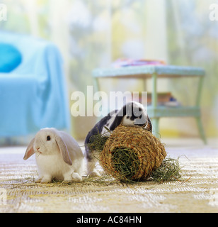 hayball for rabbits Stock Photo - Alamy