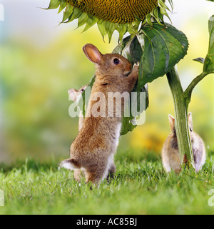 young pygmy rabbit - at sunflower leaf Stock Photo - Alamy