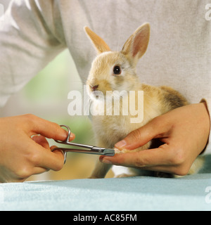 pygmy rabbit - cutting claws Stock Photo - Alamy