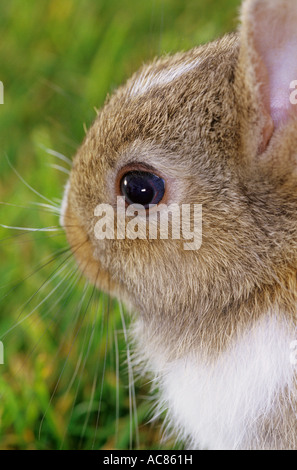 young pygmy rabbit (4 weeks) - portrait Stock Photo - Alamy