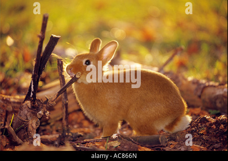 Pygmy rabbit. A male (buck) marks a chair with its chin gland Stock ...