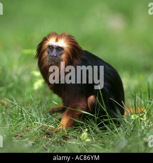 Golden lion tamarins sit on a branch as students plant tree seedlings ...