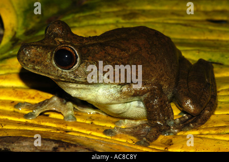Gladiator Treefrog (Hyla boans) from Tiputini, Ecuador Stock Photo - Alamy