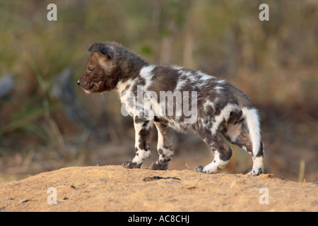 Wild Dog pup Marekele National Park, Limpopo Province; South Africa ...
