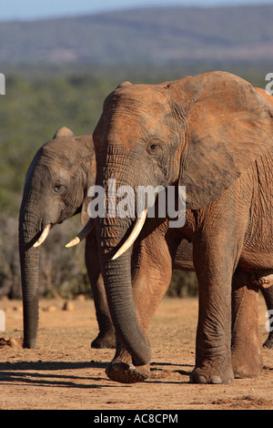 South Africa, Eastern Cape, Addo Elephant National Park, African ...