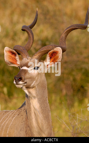 Portrait of a kudu ram Kruger National Park - Lower Sabie, Mpumalanga ...