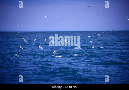 shoal of mack tuna feed on the surface Queensland Australia 1585 Stock ...