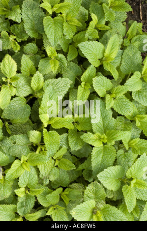 Lemon Balm Golden Lamiaceae Melissa officinalis Stock Photo - Alamy