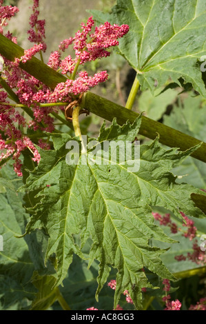 Giant Rheum, Rheum palmatum Stock Photo - Alamy