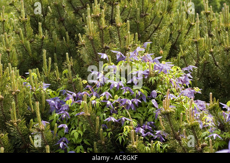 Blue flowers of Clematis alpinus growing on pine tree Stock Photo - Alamy