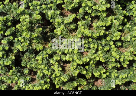 Dwarf Balsam fir Pinaceae Abies balsamea Nana Stock Photo - Alamy