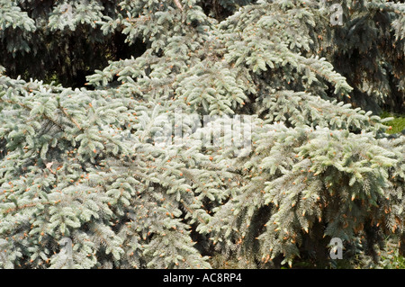 Close view of fresh evergreen fir branches with deep green needles ...
