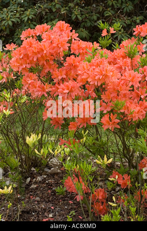 Pale red flowers of Japanese azalea Rhododendron japonicum Japan Stock ...