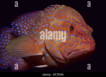 Leopard Grouper (Plectropomus leopardus) portrait, Great Barrier Reef ...