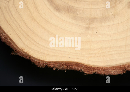 Giant sequoia, Sequoiadendron giganteum, ring in Natural History Museum ...