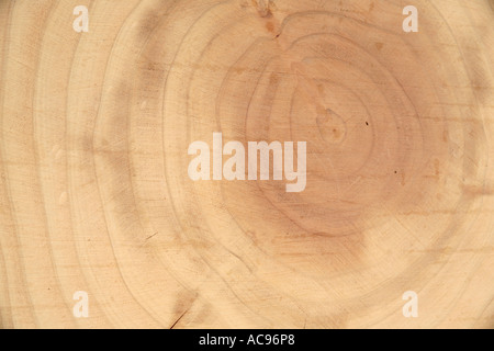 Giant sequoia, Sequoiadendron giganteum, ring in Natural History Museum ...