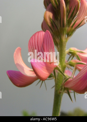 Pink flowers of a Common sainfoin (Onobrychis viciifolia) with bee ...