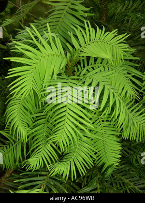 Wollemi Pine Wollemia nobilis One of the world's oldest and rarest ...