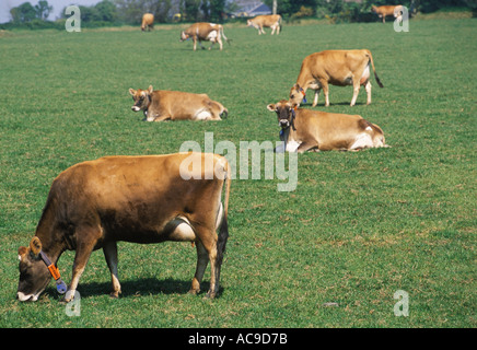 Jersey Cows Channel Islands UK Stock Photo - Alamy